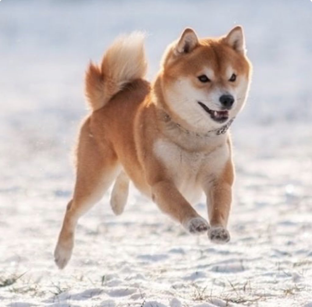 Shiba Inu ( traditional Japanese dog)│TOKYO travel TIPS