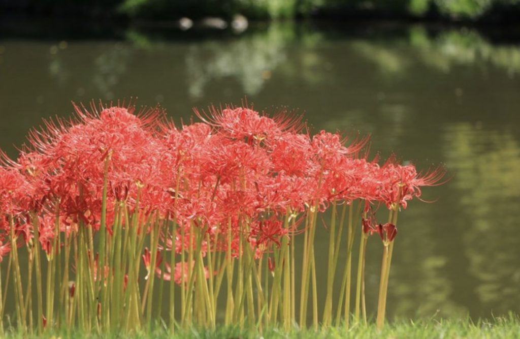 HIGANBANA( heavenly flower) red spider lily│TOKYO travel TIPS