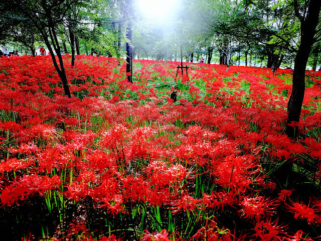 HIGANBANA( heavenly flower) red spider lily│TOKYO travel TIPS