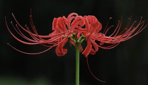 HIGANBANA( heavenly flower) red spider lily│TOKYO travel TIPS