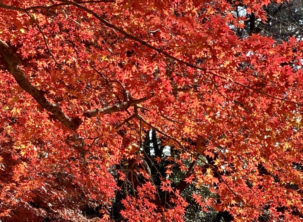 SHINJUKU GYOEN PARK│TOKYO travel TIPS