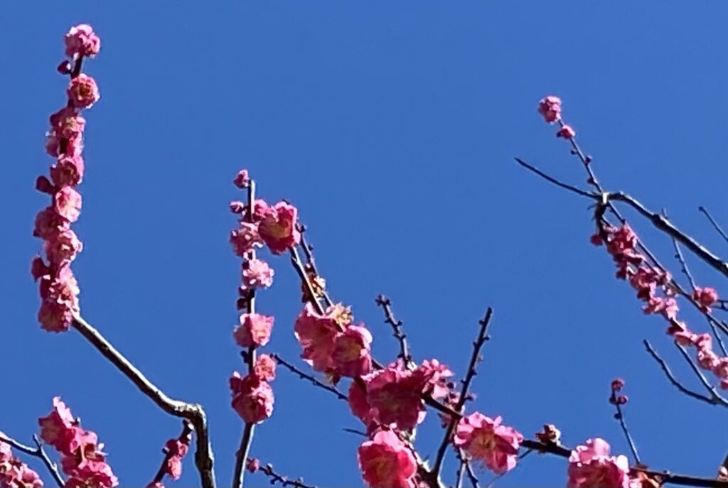 Early spring footages in ROKA PARK│TOKYO travel TIPS