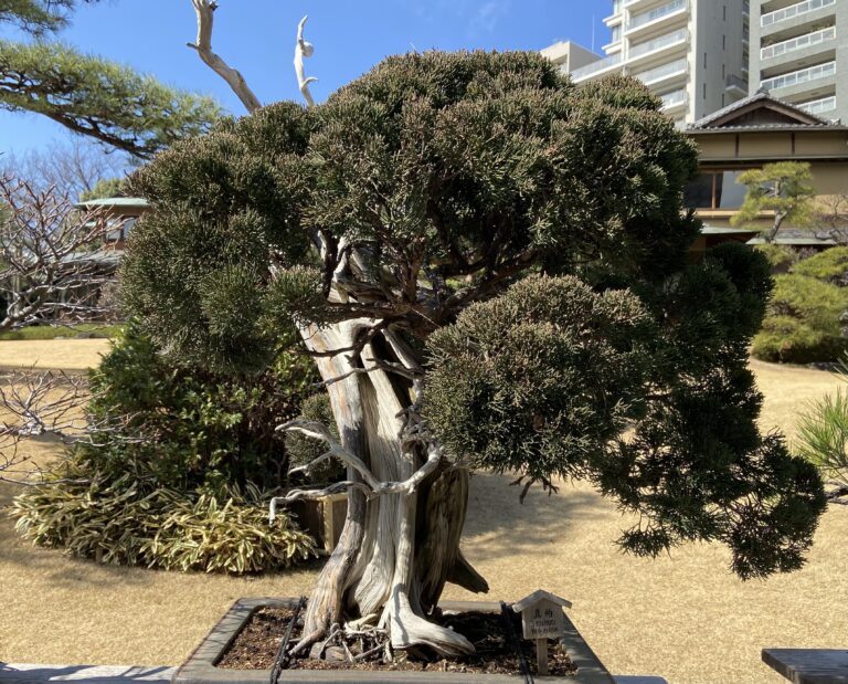 525years old Bonsais HAPPOEN garden in Tokyo│TOKYO travel TIPS