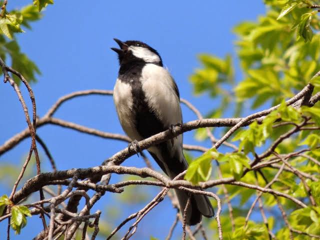 BIRD WATCHING│TOKYO travel TIPS