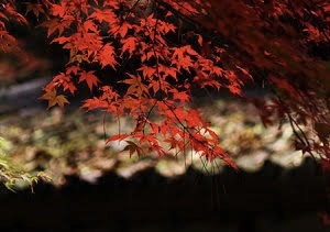 Early spring footages in ROKA PARK│TOKYO travel TIPS