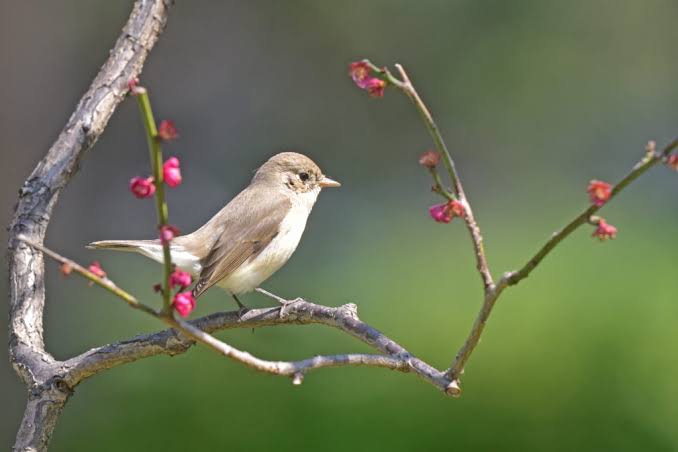 BIRD WATCHING│TOKYO travel TIPS