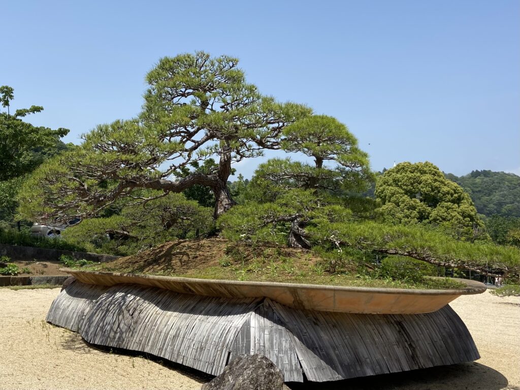 The world biggest Bonsai│TOKYO travel TIPS