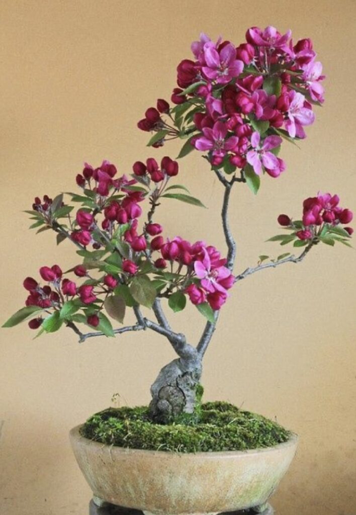 Bonsai art Tokyo, apple tree│TOKYO travel TIPS