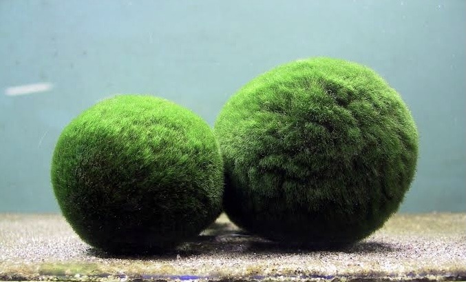 We should keep this clean environment,AKANKO ( AKAN lake) famous for ...