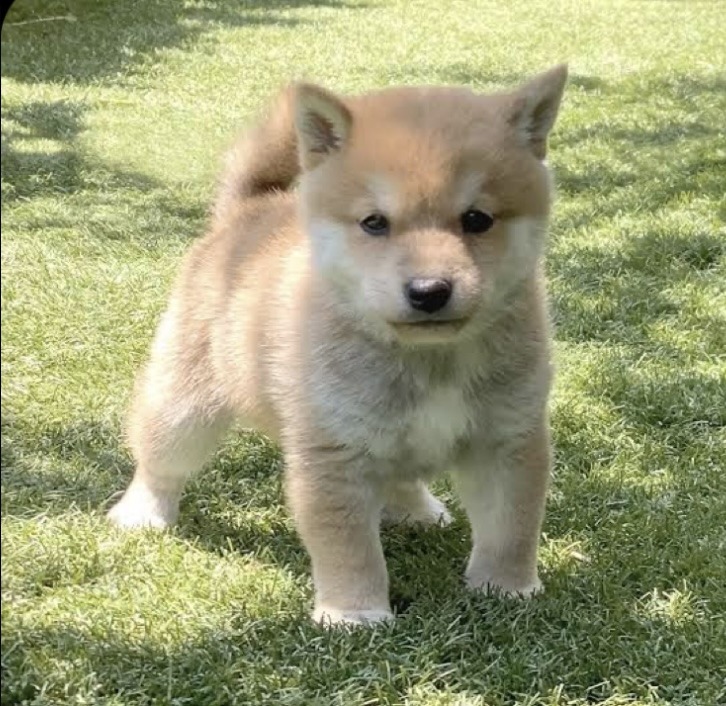 Do you know the ancestor of the Shiba Inu?