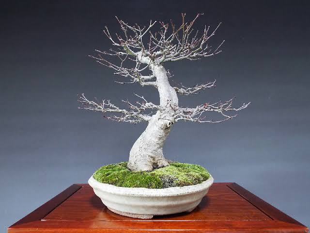 colorful autumn bonsai Japanese maple