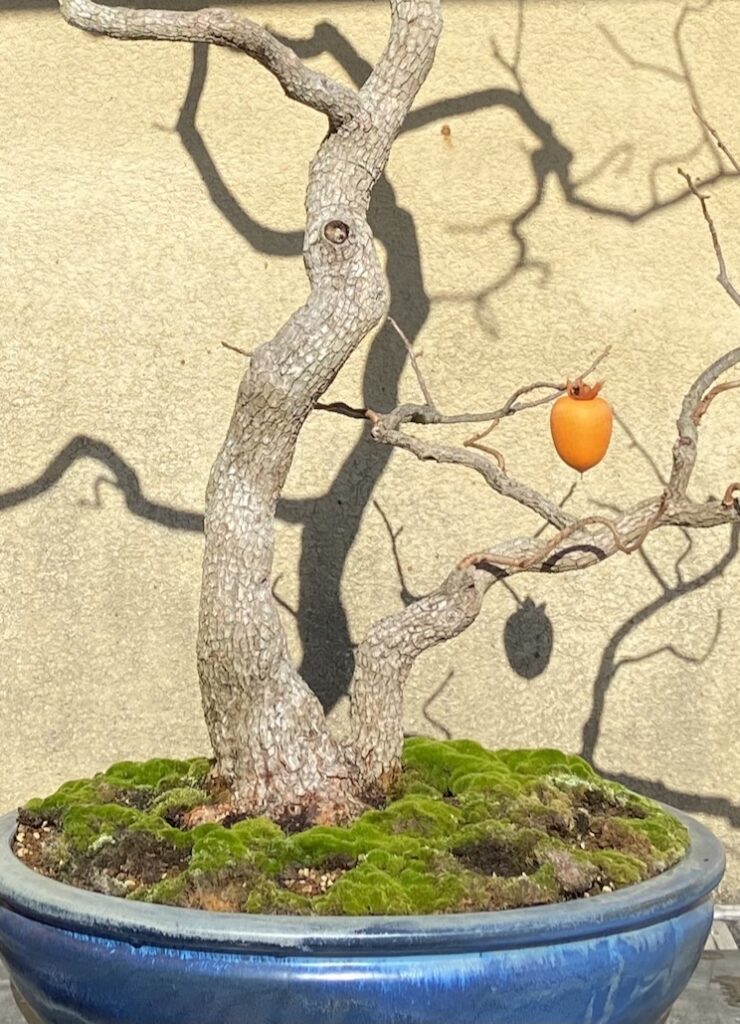 How to care mountain persimmon Bonsai│TOKYO travel TIPS