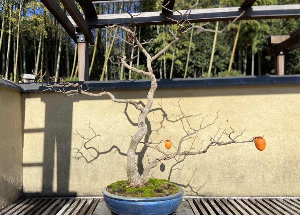 How to care mountain persimmon Bonsai│TOKYO travel TIPS