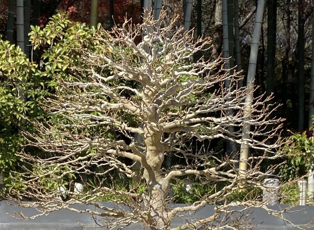 How to grow Kaede Bonsai│TOKYO travel TIPS