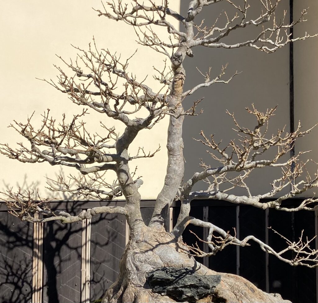 How to grow Kaede Bonsai│TOKYO travel TIPS