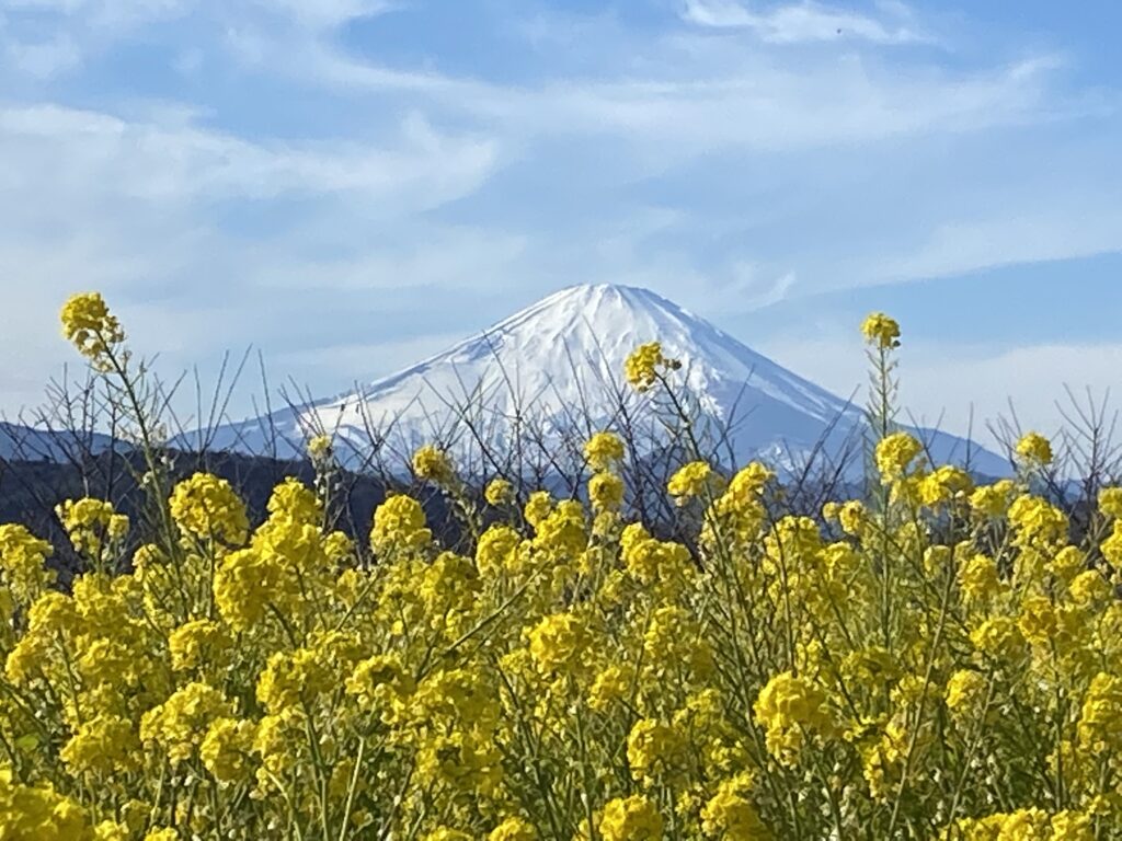 Why don’t you take a photo of Mt.Fuji and canola flowers in cold ...