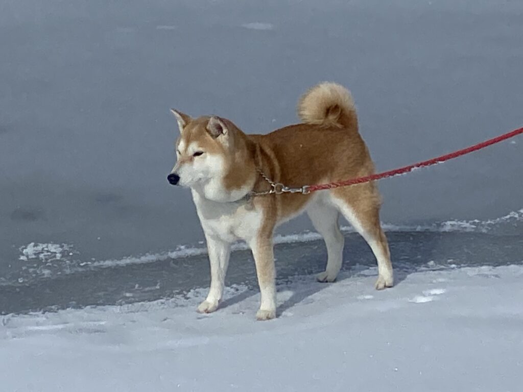 Shiba Inu Tokyo , Shiba Inu in the snow!│TOKYO travel TIPS