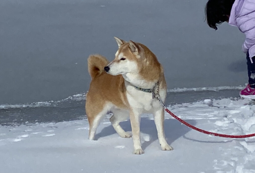 Shiba Inu Tokyo ,exited friend and Shiba Inu in the snow - TOKYO travel ...