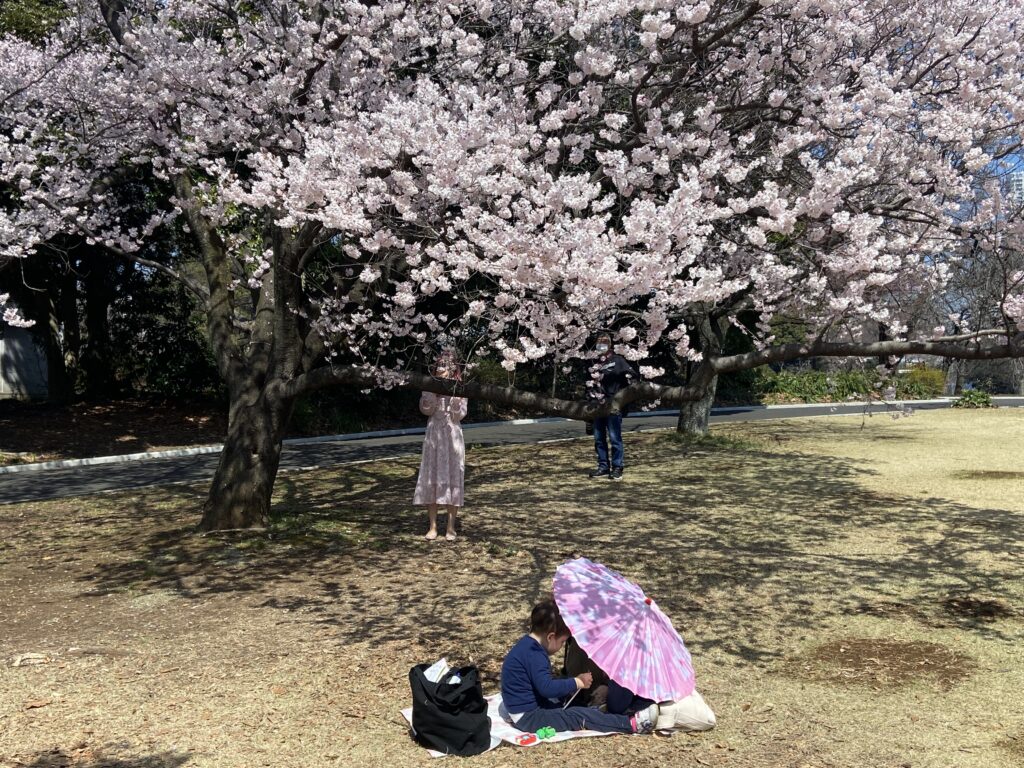 Why don’t you enjoy varieties of pink colors in Japan?│TOKYO travel TIPS