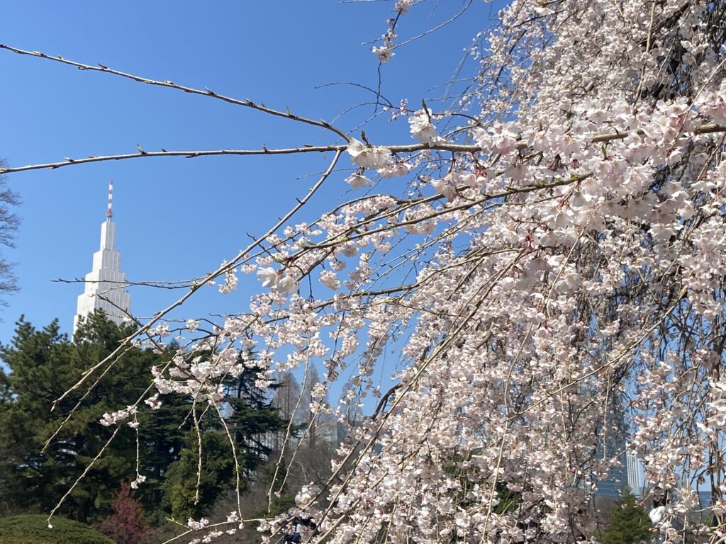 Why don’t you enjoy varieties of pink colors in Japan?│TOKYO travel TIPS