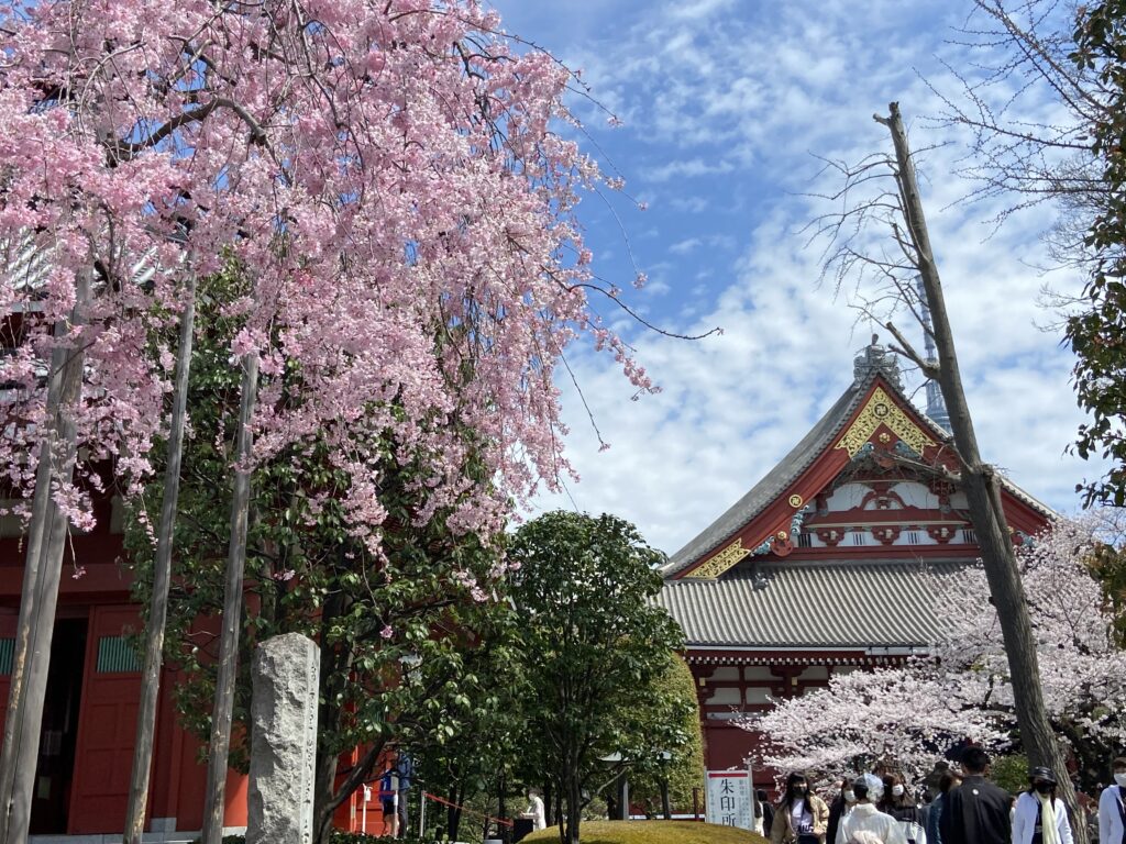 What is like popular tourist spot of Tokyo during cherry blossoms ...