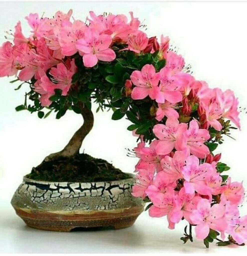 Do you know how to care Satsuki bonsai?│TOKYO travel TIPS