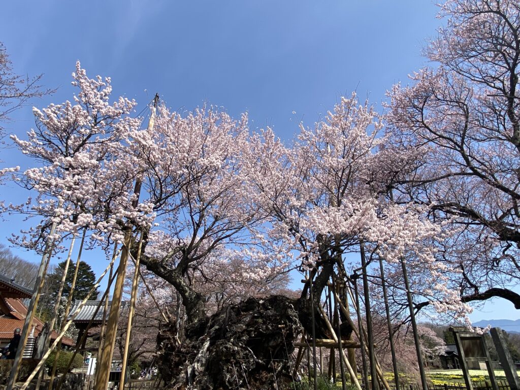 Would you like to see a 2000-year-old cherry tree in Japan? │TOKYO ...