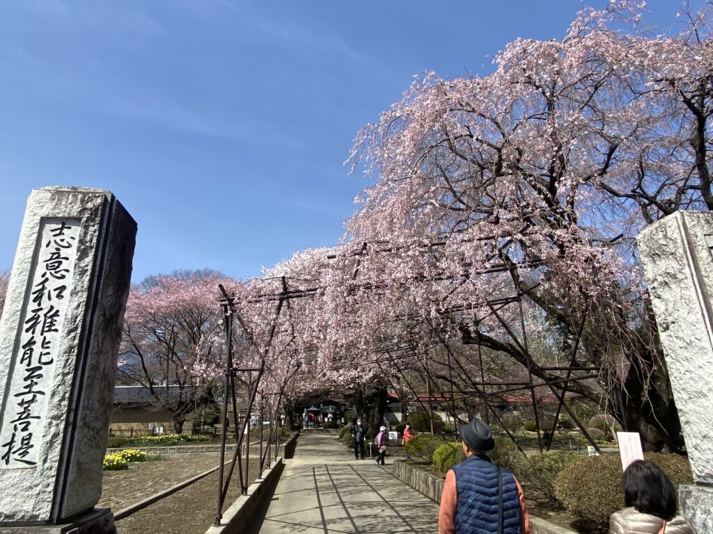 Would you like to see a 2000-year-old cherry tree in Japan? │TOKYO ...