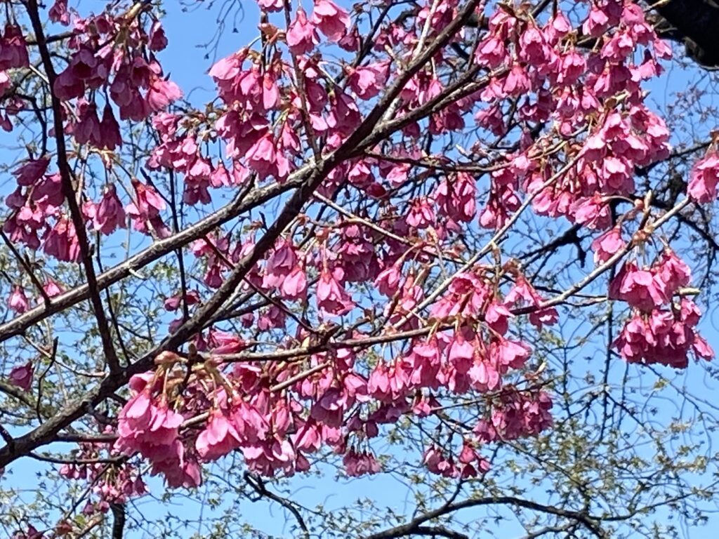 Why don’t you enjoy varieties of pink colors in Japan?│TOKYO travel TIPS