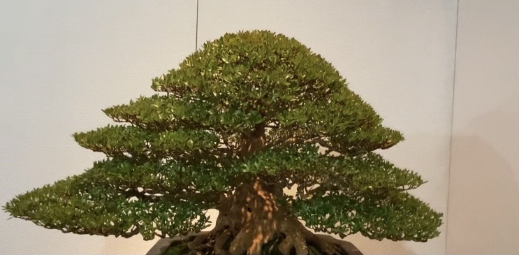 Do you know how to care Satsuki bonsai?│TOKYO travel TIPS