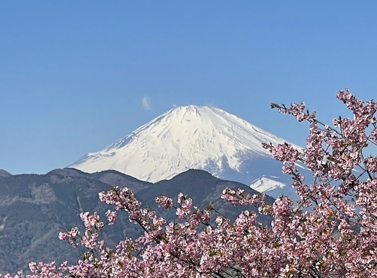 Why don’t you enjoy 3 colors in early spring of Japan?│TOKYO travel TIPS