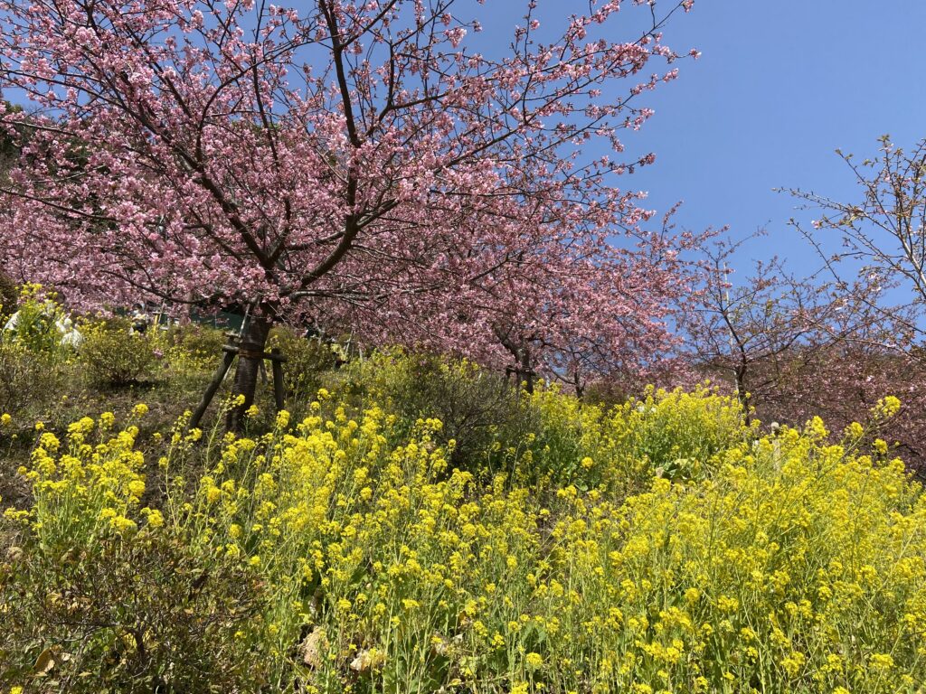 Why don’t you enjoy 3 colors in early spring of Japan?│TOKYO travel TIPS