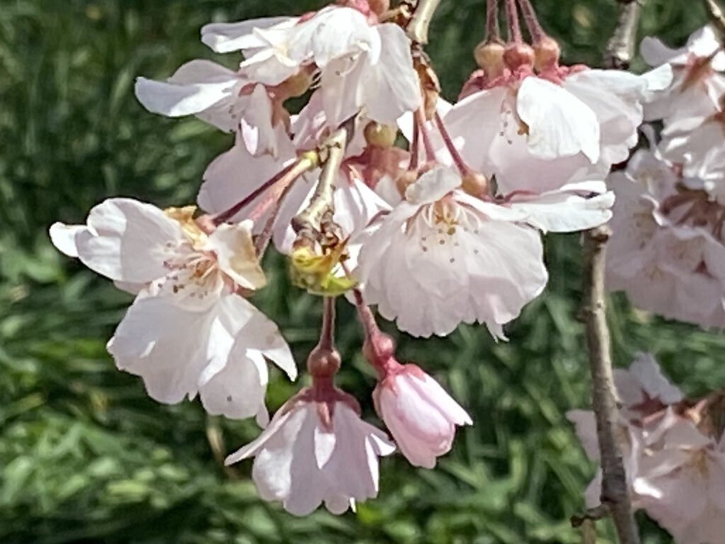 Why don’t you enjoy varieties of pink colors in Japan?│TOKYO travel TIPS