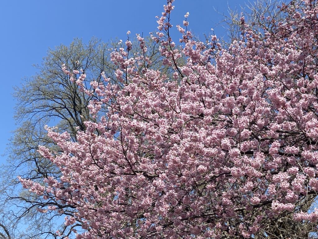 Why don’t you enjoy varieties of pink colors in Japan?│TOKYO travel TIPS