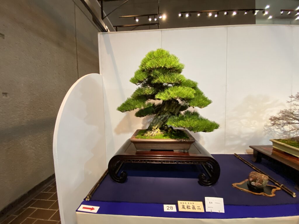 Do you know how to care Kuromatsu ( black pine)bonsai?│TOKYO travel TIPS