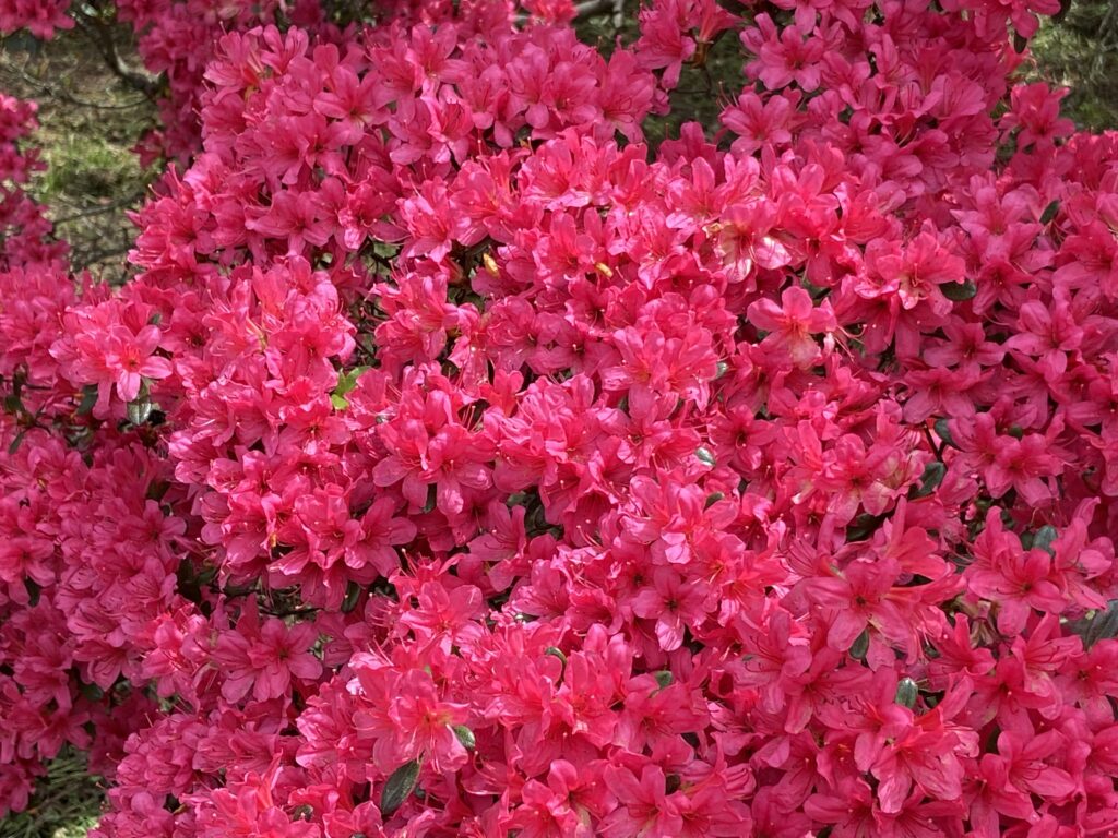 Why don’t you see the world number 1 Azalea park in Tatebayashi city ...