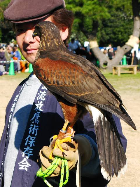 How is like the popular tourist spot during the cherry blossom season ...