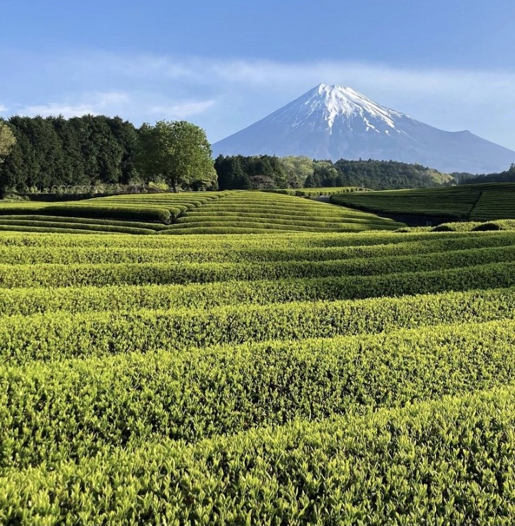Why don’t you see Japanese tea farm and Mt.Fuji at the same time ...