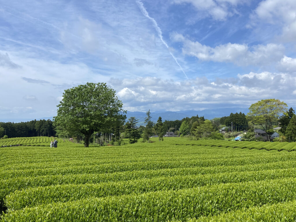 Why don’t you see Japanese tea farm and Mt.Fuji at the same time ...