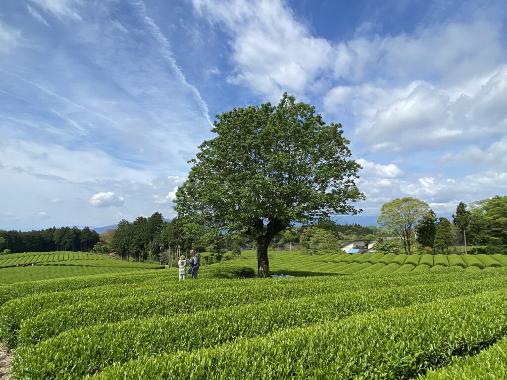 Why don’t you see Japanese tea farm and Mt.Fuji at the same time ...