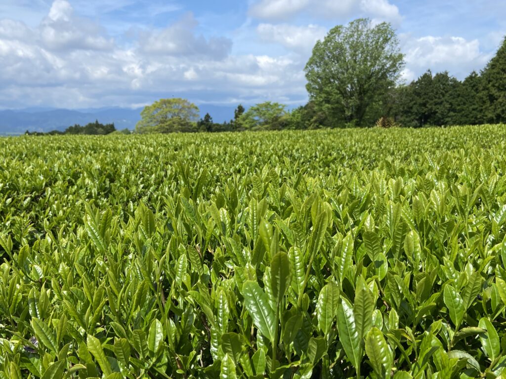 Why don’t you see Japanese tea farm and Mt.Fuji at the same time ...