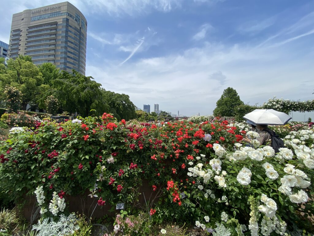 Boats and roses at Yamadhita park in Yokohama !│TOKYO travel TIPS