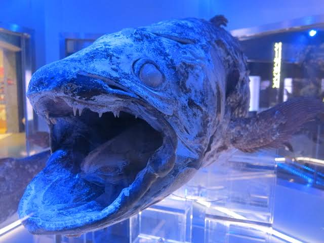 Why don’t you enjoy Japanese fish market at Numazu port in Shizuoka ...