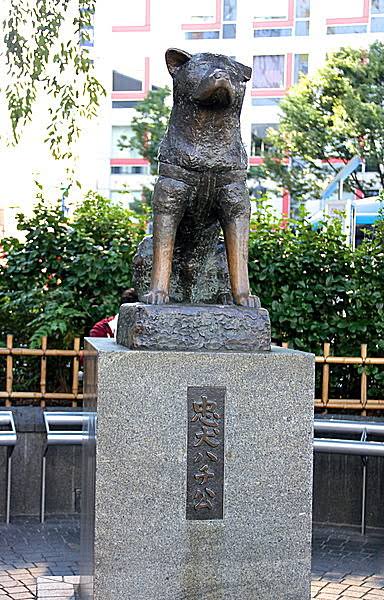 Hachiko meets his master for the first time in 80 years!