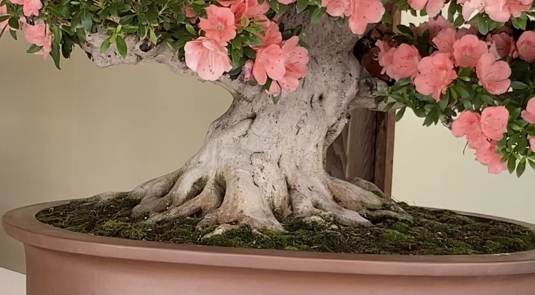 How to care Satsuki bonsai│TOKYO travel TIPS