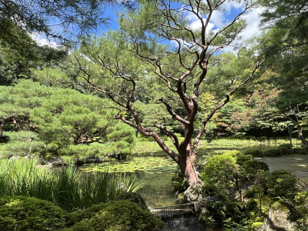 Shinen( God’s garden) in Heian Jingu shrine!
