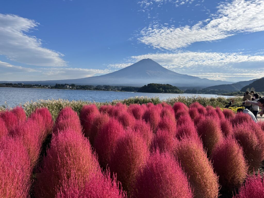 The one-day trip, enjoy Mt.Fuji 2,305m, and red Kochia at Kawaguchiko lake!
