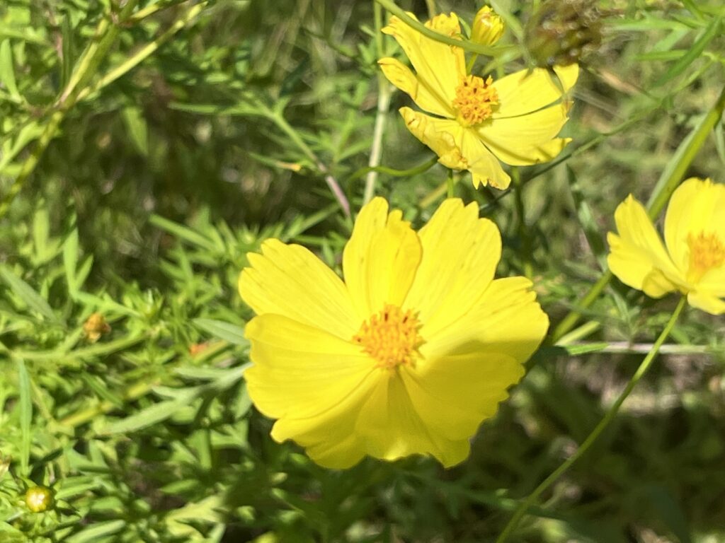 Cosmos in Kurihama flower park!