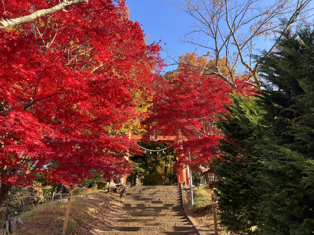 Autumn footage of Mt. Fuji, Arakurayama Sengen Shrine │TOKYO travel TIPS