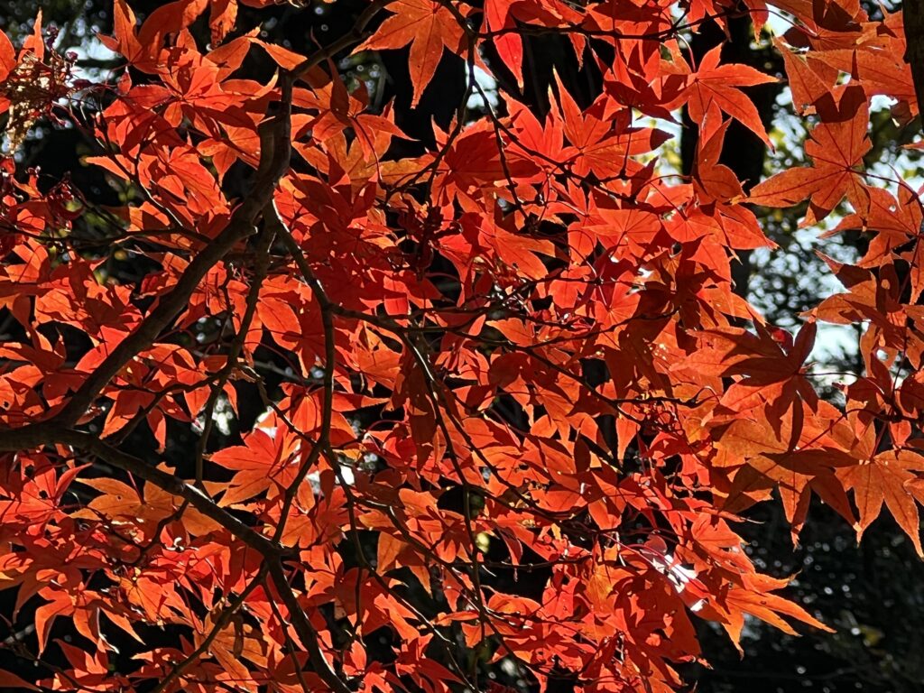 How to enjoy Autumn leaves in middle of December in Tokyo